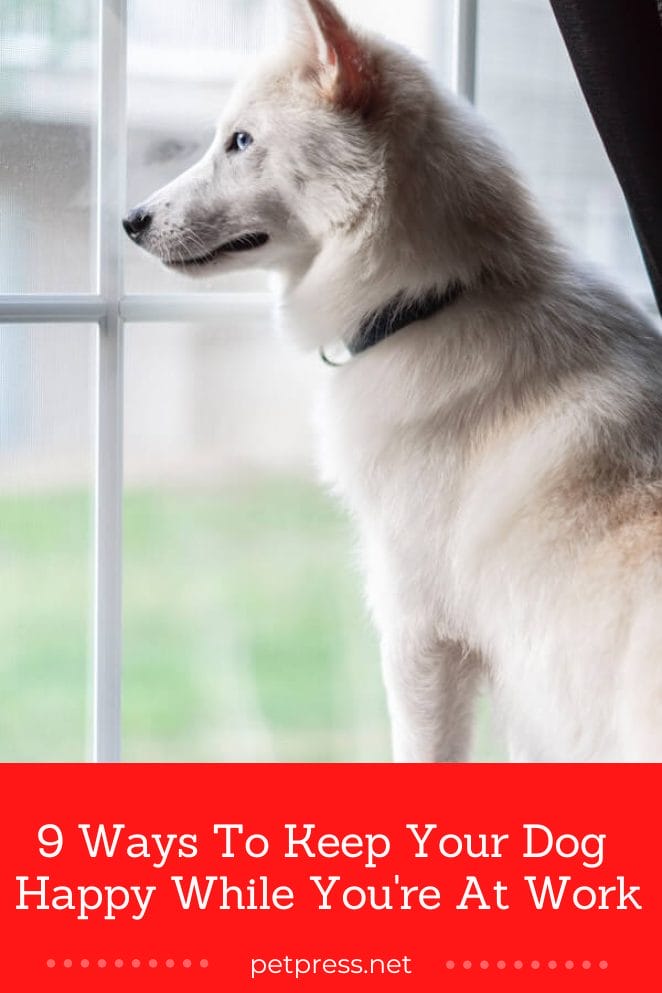 9 Brilliant Ways to Keep Your Dog Happy While You're at Work