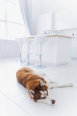 9 Brilliant Ways to Keep Your Dog Happy While You're at Work