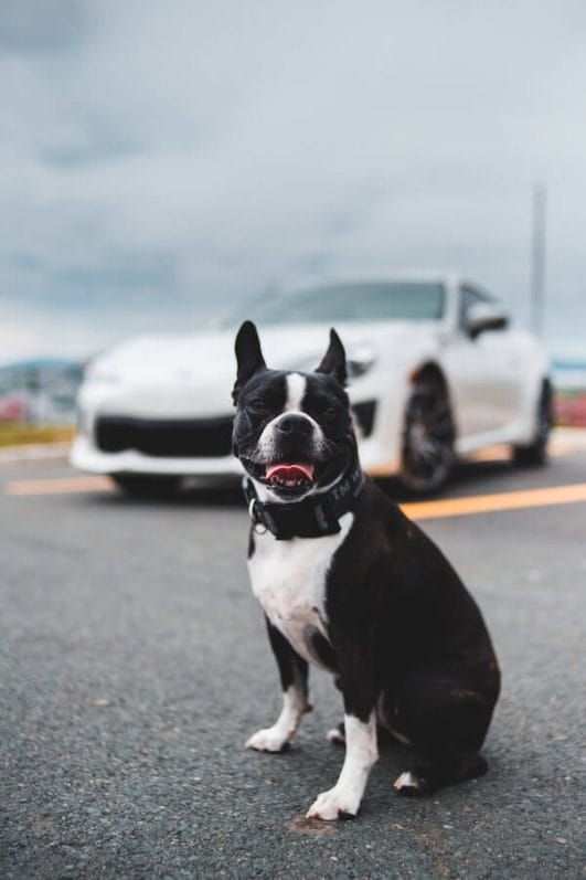 What To Do If Your Dog Gets Hit By a Car: Surviving The Scare