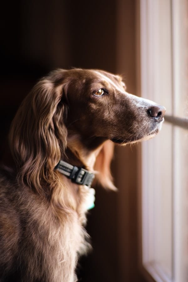 Decoding Why Your Dog Gives You the Side-Eye?