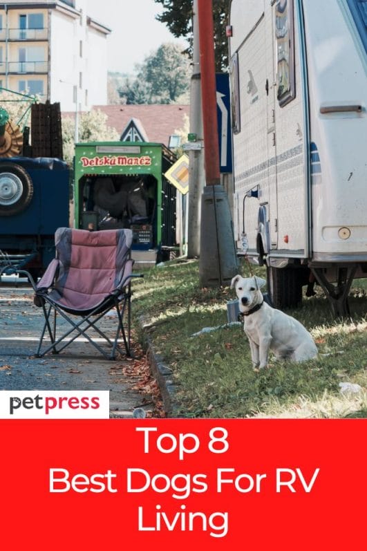 8 Best Dogs For RV Living & How to Live in an RV With a Dog