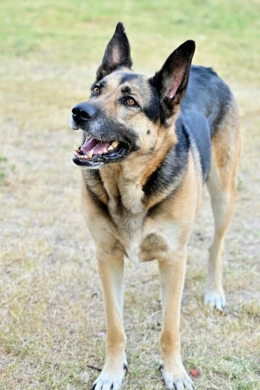 Puppy Superheroes! 8 Best Therapy Dogs For Health Support