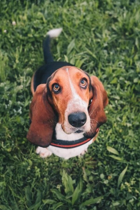 Puppy Superheroes! 8 Best Therapy Dogs For Health Support