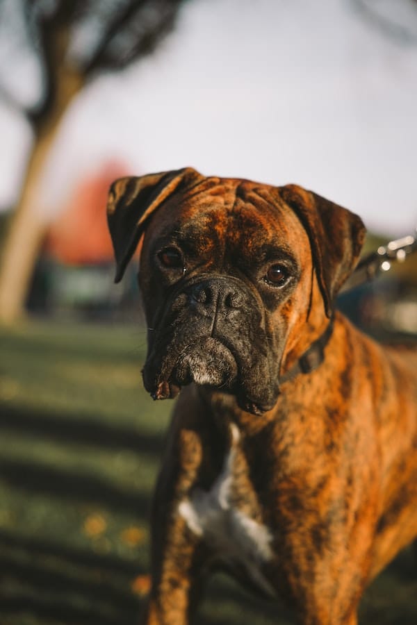 What Is a Brachycephalic Dog Breed? All You Need to Know