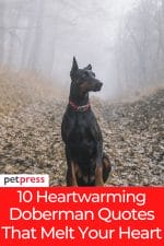 10 Heartwarming Doberman Quotes That Melt Your Heart