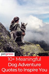 10+ Meaningful Dog Adventure Quotes to Inspire You