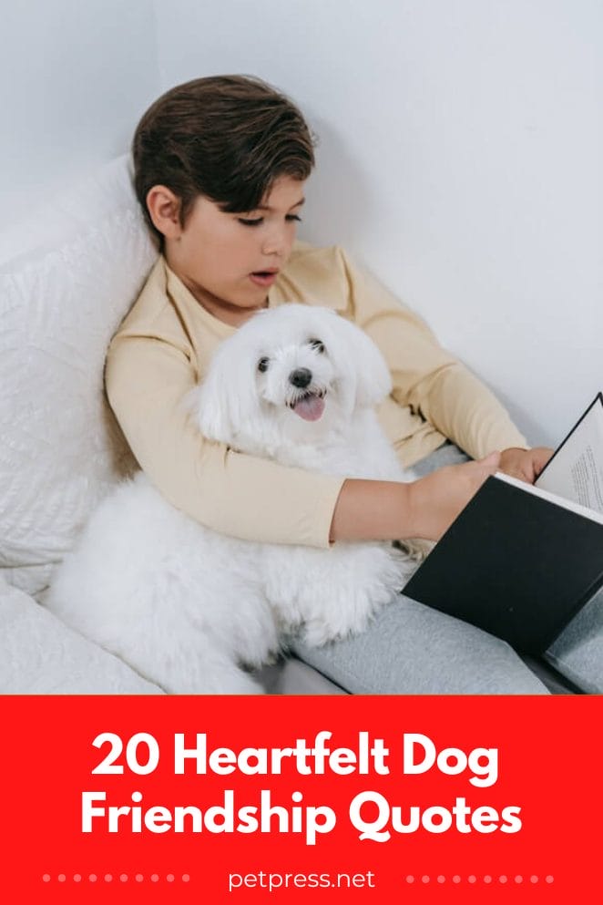 20 Dog Friendship Quotes For Every Dog Lover to Live By!