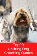 10 Uplifting Dog Grooming Quotes to Bring Out Your Pup's Best
