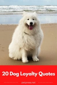20 Quotes that Prove That Dogs Are the Most Loyal Creatures