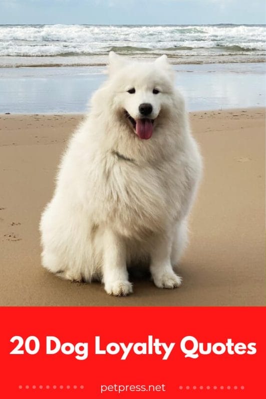 20 Quotes that Prove That Dogs Are the Most Loyal Creatures