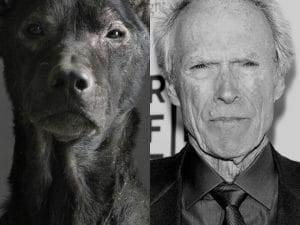 Fetching Look-Alikes: 15 Dogs Who Look Just Like Celebrities!