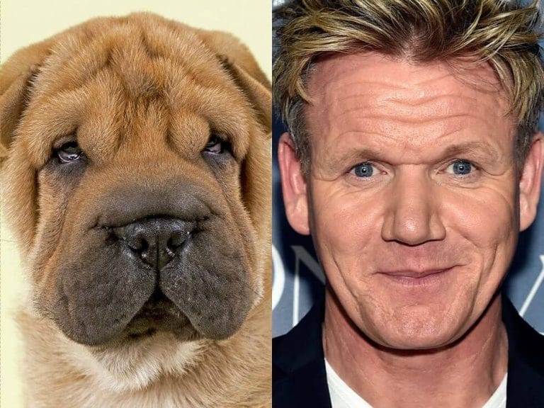 Fetching Look-Alikes: 15 Dogs Who Look Just Like Celebrities!