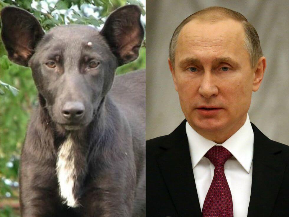 Fetching Look-Alikes: 15 Dogs Who Look Just Like Celebrities!