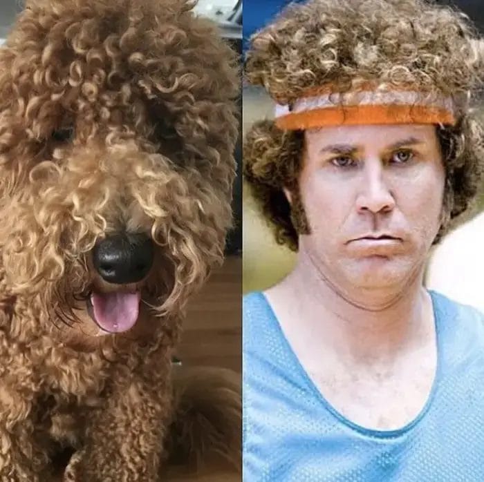 Fetching Look-Alikes: 15 Dogs Who Look Just Like Celebrities!
