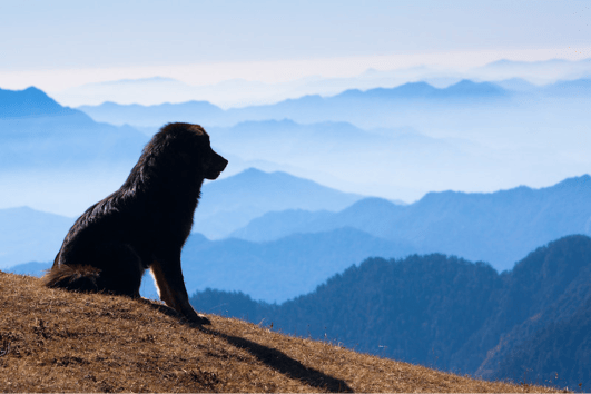 Top 10 Facts About Himalayan Sheepdogs That You Should Know