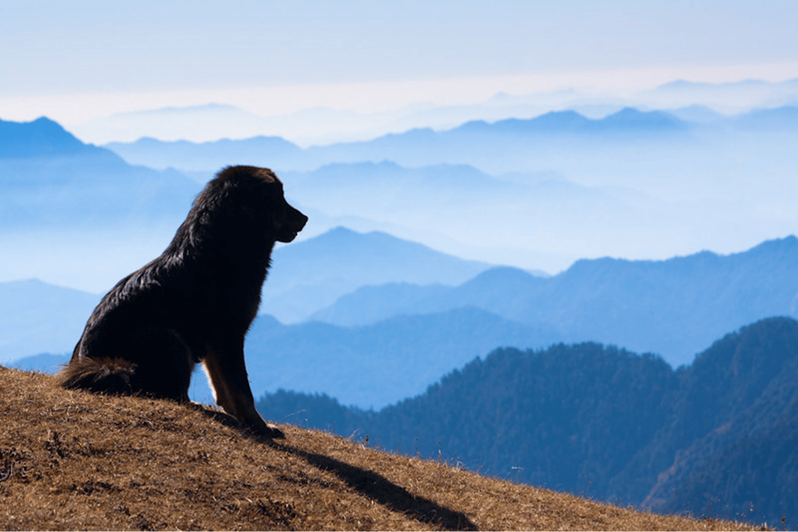 Top 10 Facts About Himalayan Sheepdogs That You Should Know