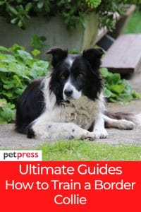A Guide for Beginners: 4 Tips on How to Train a Border Collie