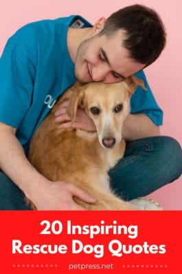 20 Inspiring Rescue Dog Quotes That Will Make You Smile
