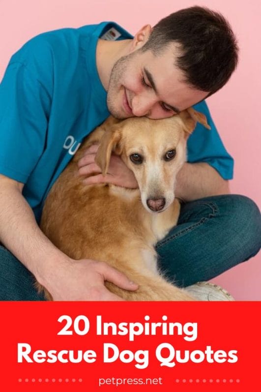 20 Inspiring Rescue Dog Quotes That Will Make You Smile