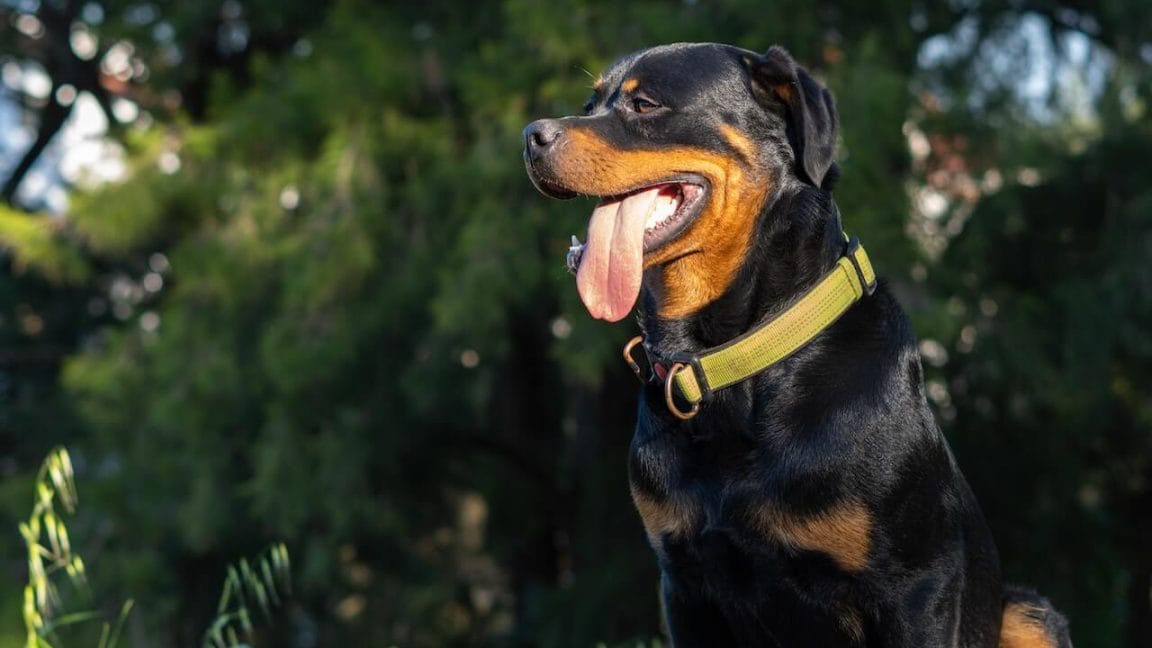 Top 10 Hilarious Rottweiler Memes From The Internet!