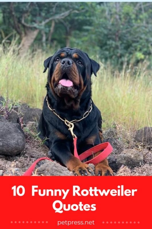 10 Rottweiler Quotes to Make You Bark With Laughter