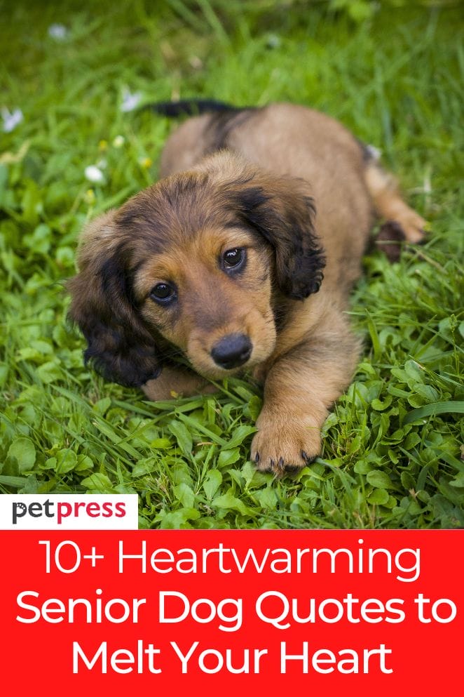 10 Heartwarming Senior Dog Quotes To Melt Your Heart 10-heartwarming-senior-dog-quotes-to-melt-your-heart