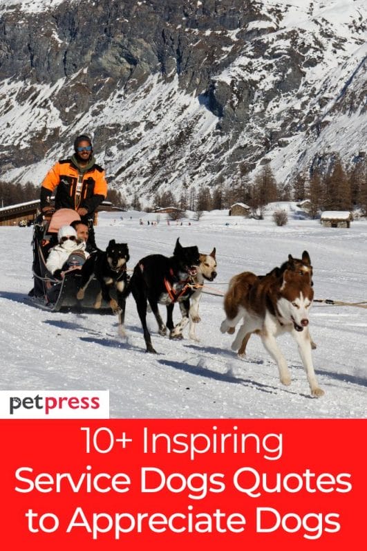 Service Dog Quotes: 10+ Inspiring Sayings to Appreciate Dogs
