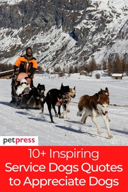 Service Dog Quotes: 10+ Inspiring Sayings to Appreciate Dogs