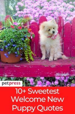 10+ Sweetest Welcome New Puppy Quotes For New Dog's Parents