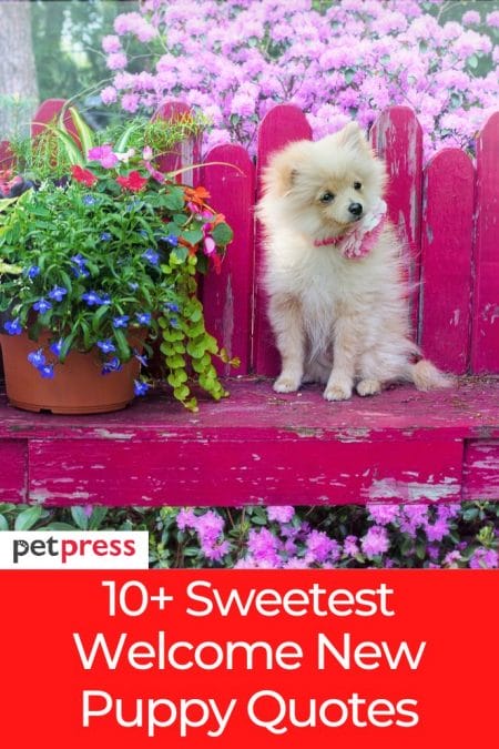 10+ Sweetest Welcome New Puppy Quotes For New Dog's Parents
