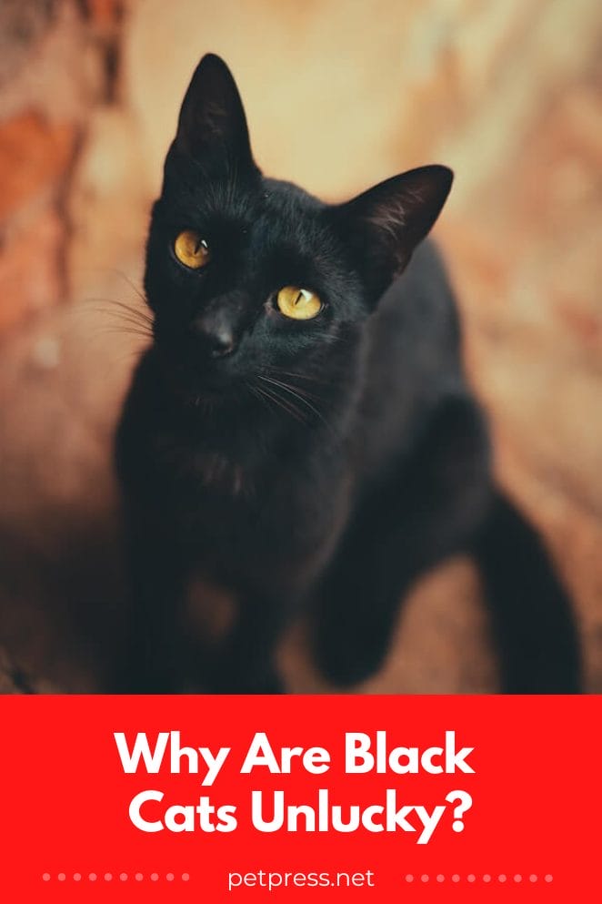 Why Are Black Cats Unlucky? Exploring the Mystery Of Black Cats