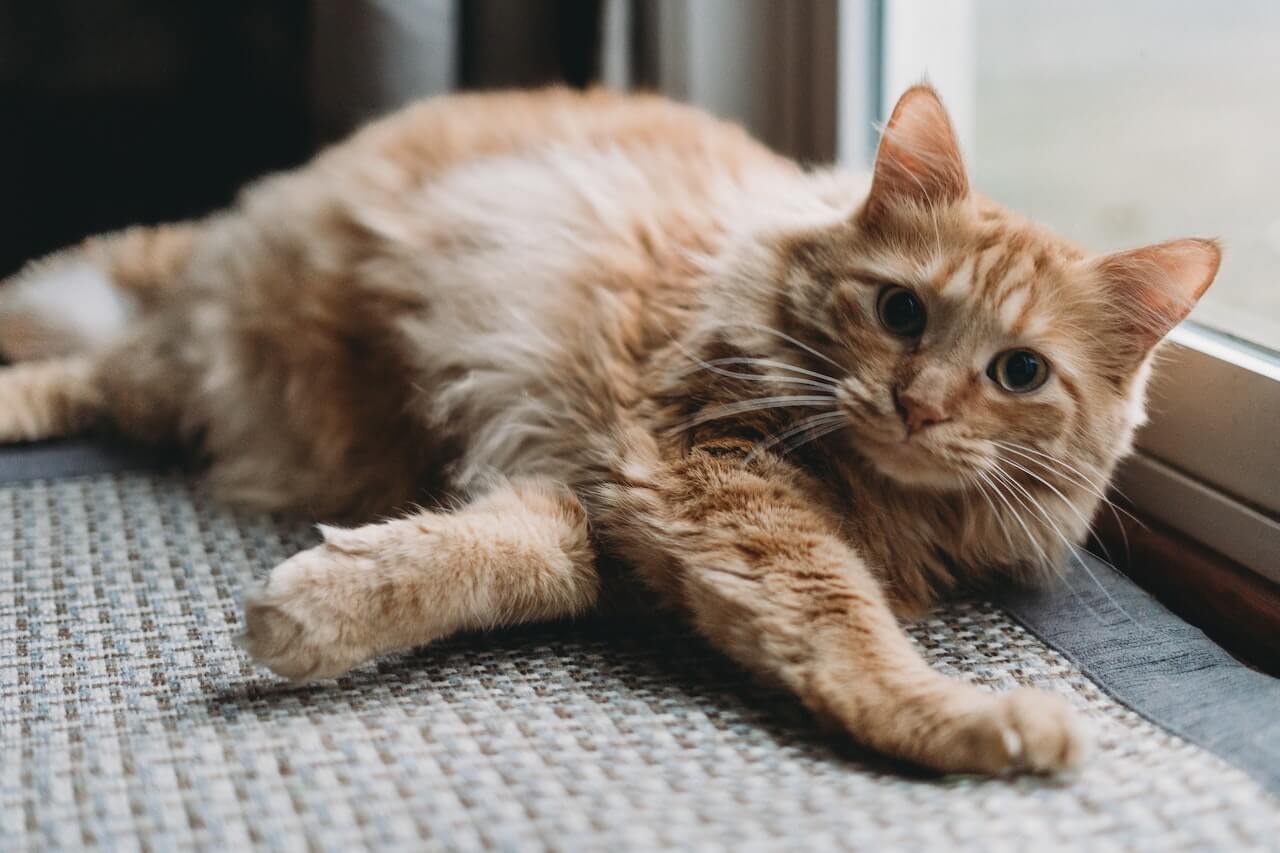 Get Inspired By These 10+ Examples of Catios We Love!