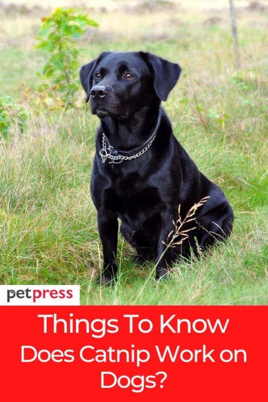 Does Catnip Work on Dogs? Potential Risks To Know