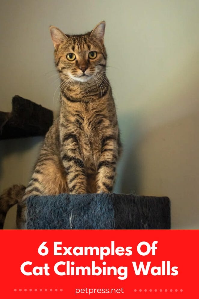 6 Purr-fectly Adorable Examples Of Cat Climbing Walls We Love