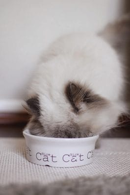 How Do You Make A Sad Cat Happy: 10 Purr-fect Solutions