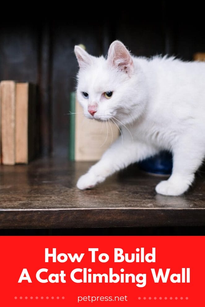 How to Build a Cat Climbing Wall in 7 Easy Steps!