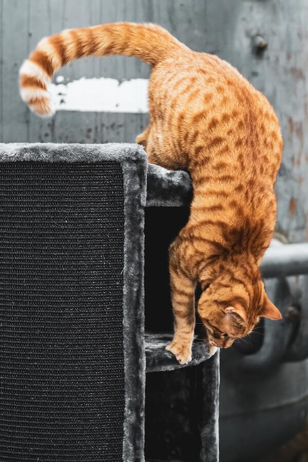 How to Build a Cat Climbing Wall in 7 Easy Steps!
