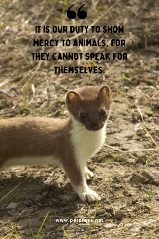 50 Inspiring Animal Abuse Quotes That Will Inspire Change