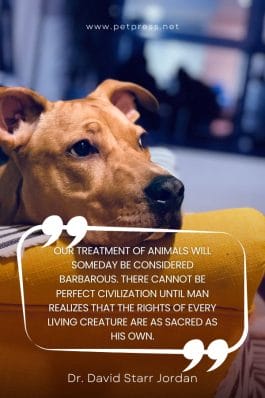 50 Inspiring Animal Abuse Quotes That Will Inspire Change