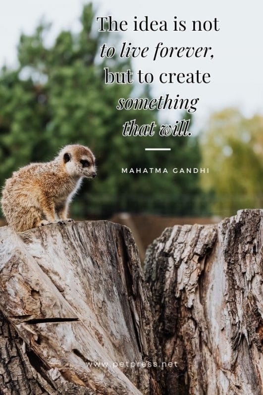 50 Inspiring Animal Abuse Quotes That Will Inspire Change