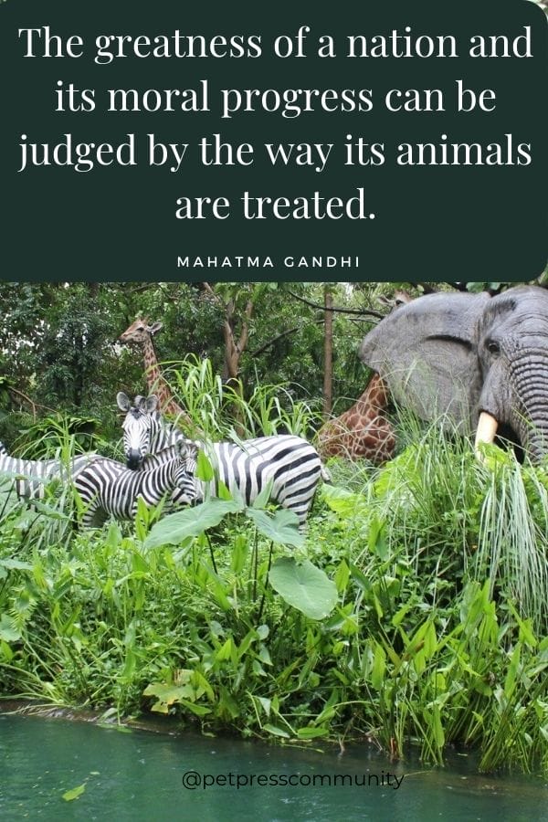 50 Inspiring Animal Rights Quotes That Will Change Your Mind