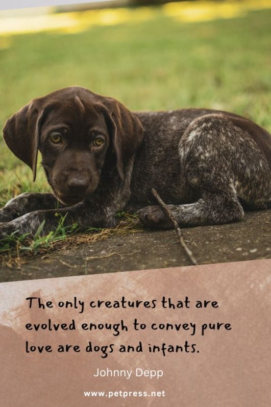50 Inspiring Animal Abuse Quotes That Will Inspire Change