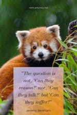 50 Inspiring Animal Rights Quotes That Will Change Your Mind