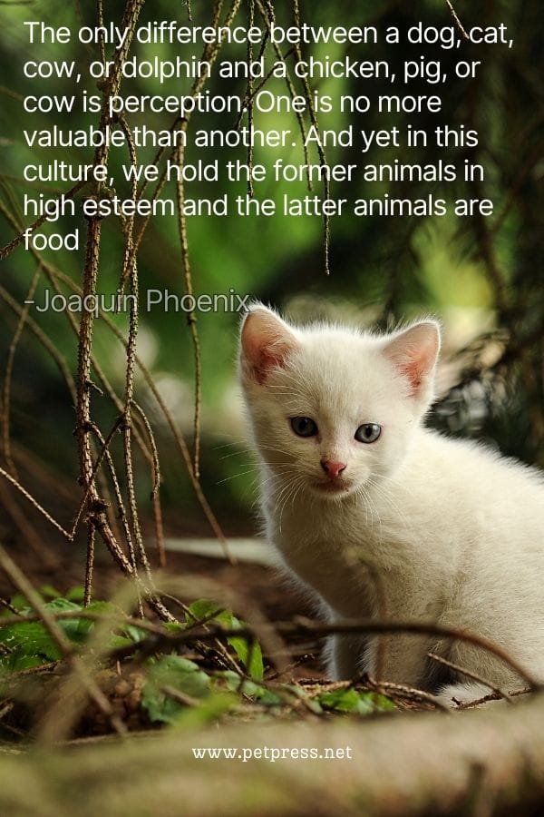 50 Inspiring Animal Rights Quotes That Will Change Your Mind