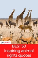 50 Inspiring Animal Rights Quotes That Will Change Your Mind