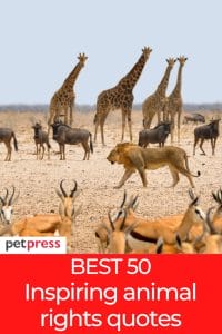 50 Inspiring Animal Rights Quotes That Will Change Your Mind