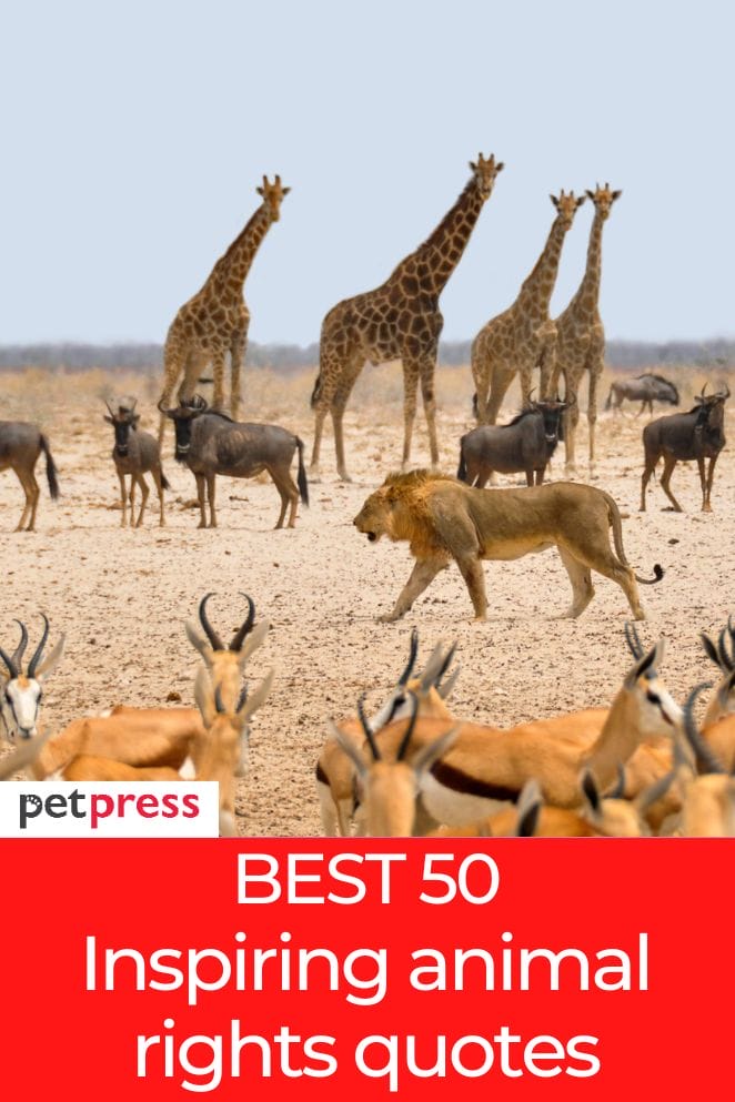 50 Inspiring Animal Rights Quotes That Will Change Your Mind