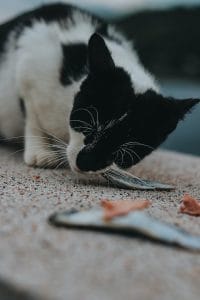 3 Reasons Why Do Cats Like Fish And The Benefits