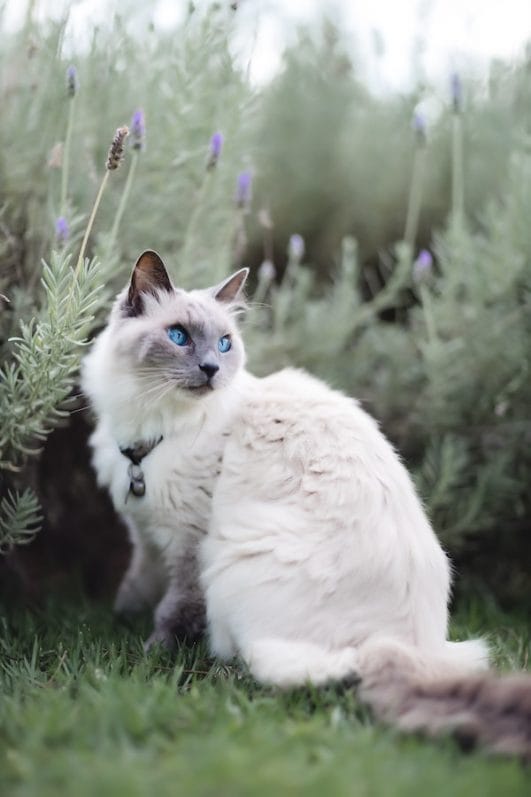 Catnip Effects On Cats Why Do Cats Get Stoned On Catnip