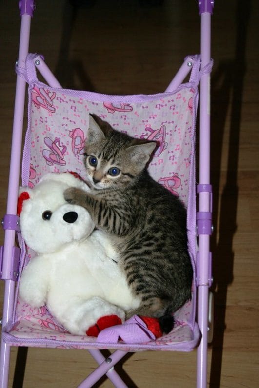 The Honest Truth: Do Cats Like Cat Strollers